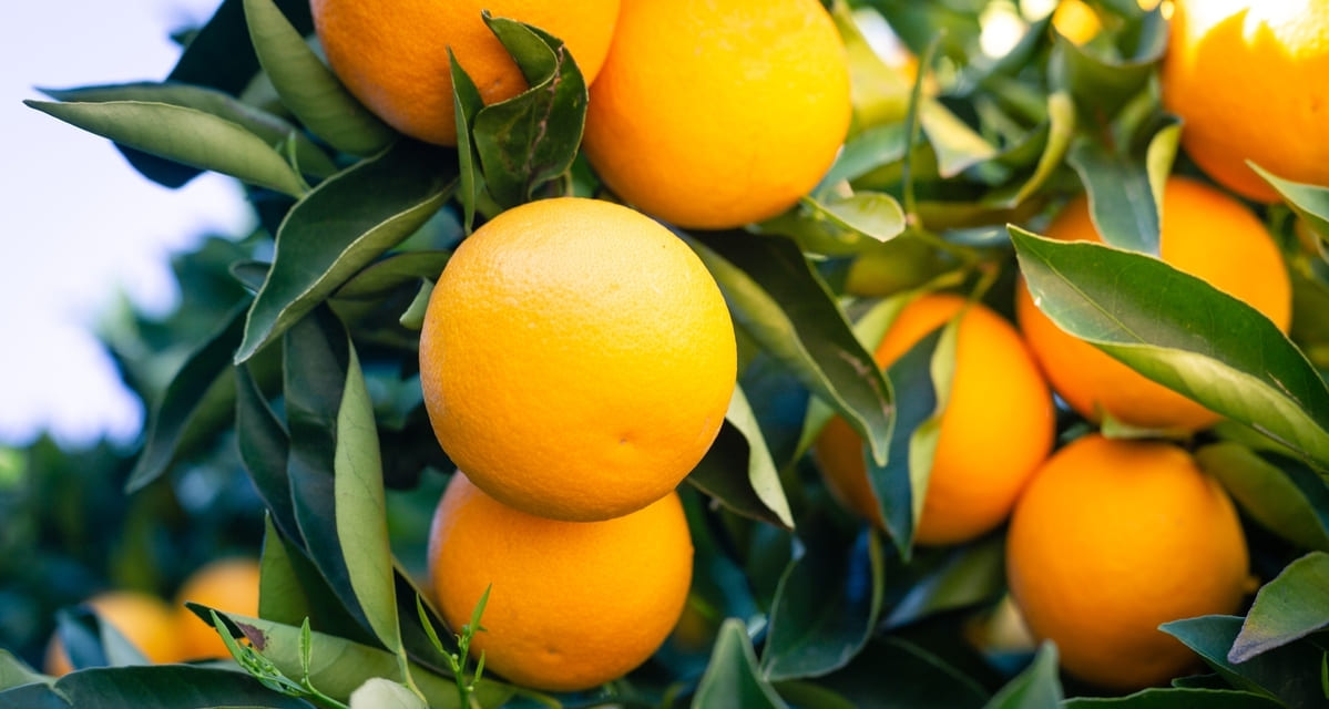 7 Beneficios de nuestras Naranjas valencianas frescas y jugosas ...